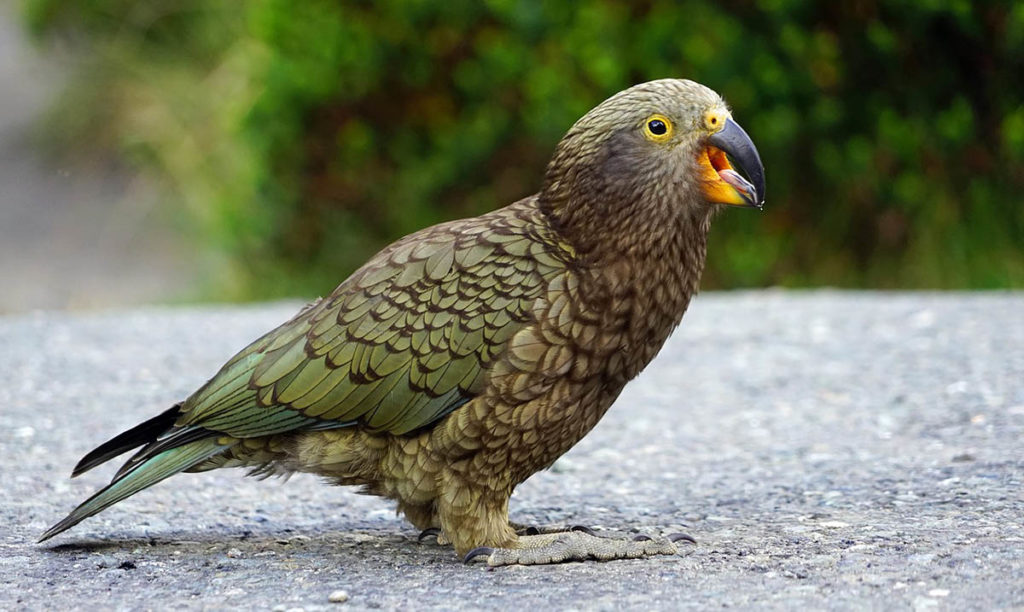 Dieren in Nieuw-Zeeland | Campers Down Under